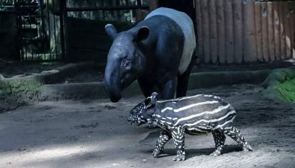 Dicari Orang Tua Angkat Bayi Tapir Pasangan Tinuk dan Marcel ...